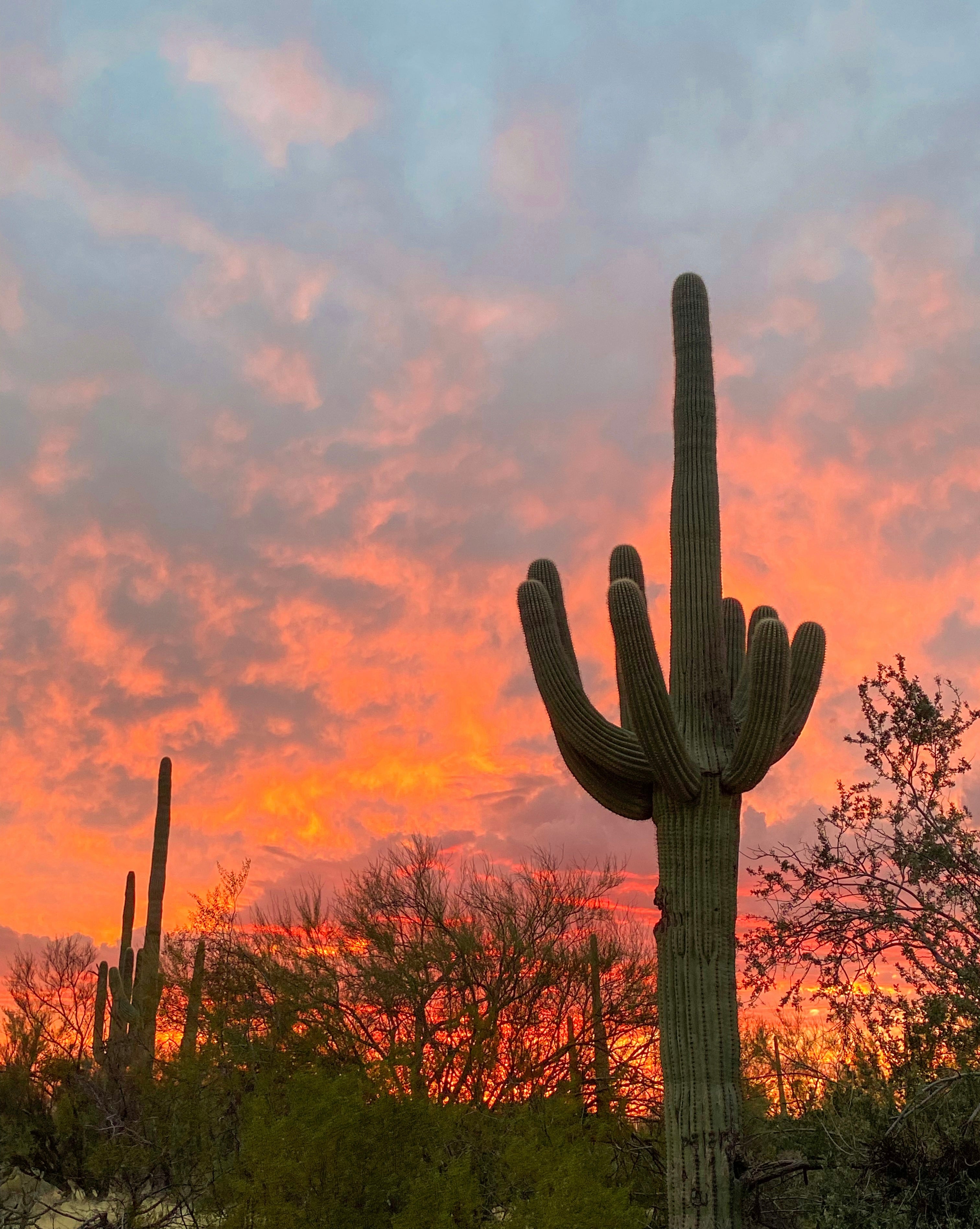 Desert Sunset Greeting Card – Sonoran Rosie