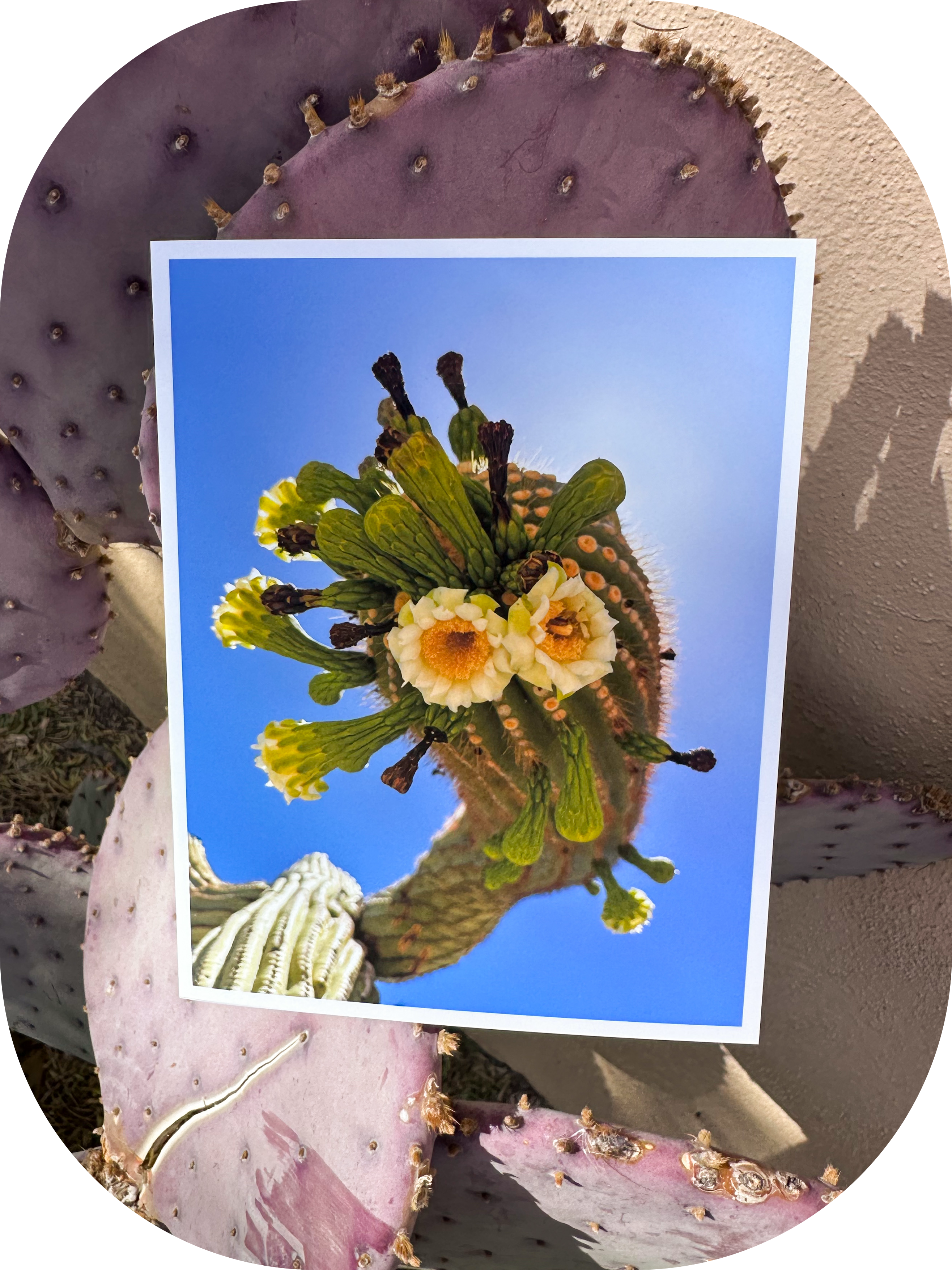 Saguaro Flowering Arm greeting card – Sonoran Rosie
